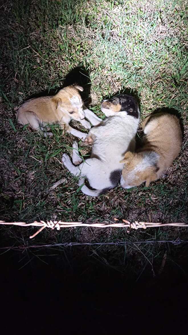 Dog shelter Sri Lanka
