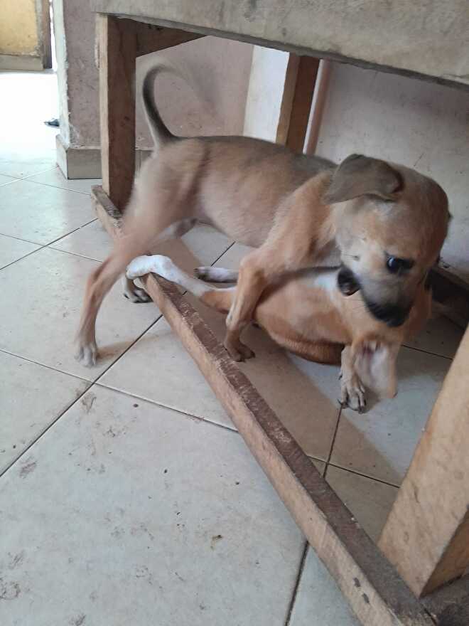 Dog shelter Sri Lanka